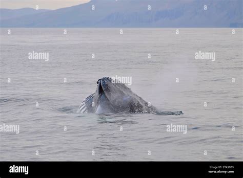 Humpback whale (Megaptera novaeangliae), Skjálfandi Bay, Húsavík ...