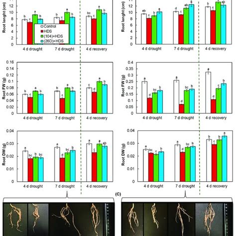 Growth Curves Of Bacillus Subtilis Strains 104 And 26d In Control
