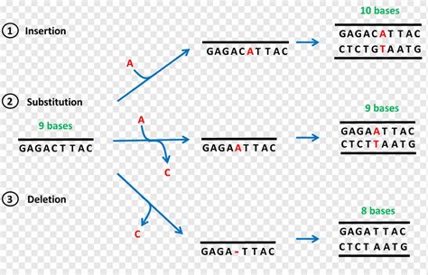 Point Mutation Diagram Point Mutation Of The β Globin Gene Download