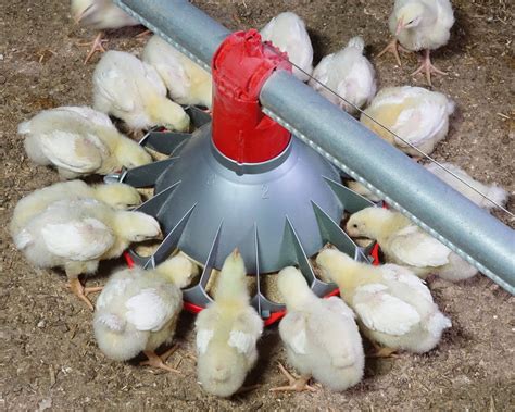 Chore Time At Ippe 2024 Chore Time