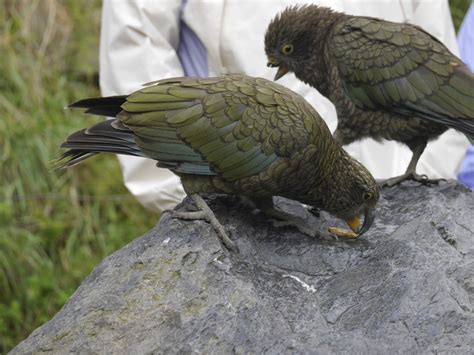 Austrian Visitors Get To Meet A Real Kiwi Finally ~ Oldbear News