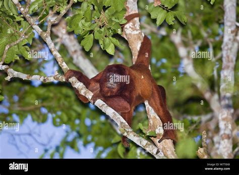 Red Howler Monkey Alouatta Seniculus Climbing Between Branches In