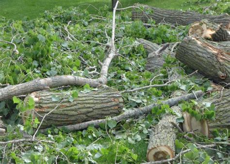 What To Do When A Branch Breaks Off A Tree