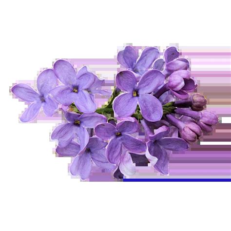 丁香花1 花瓣网