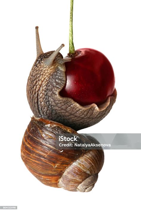 정원 달팽이 흰색 절연입니다 나선 Pomatia 일반적인 이름 부르고뉴 달팽이 로마 달팽이 식용 달팽이 또는 Escargot