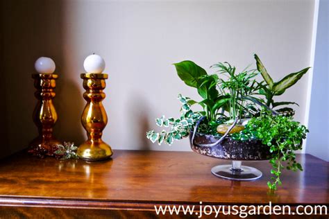 Dish Gardening 101 Designing Planting And Care Joy Us Garden