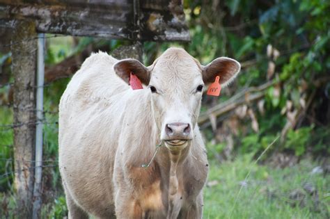 Vaca Orejas Número Foto Gratis En Pixabay Pixabay