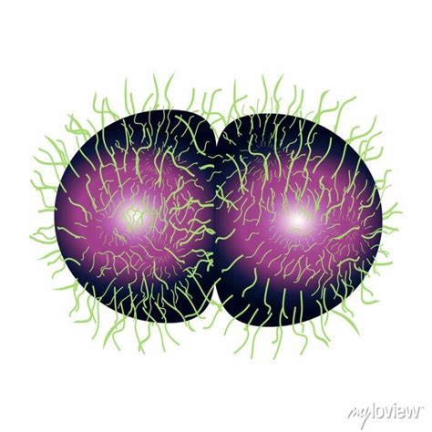 Gonococcus Structure Neisseria Gonorrhoeae Gonorrhea Disease Posters