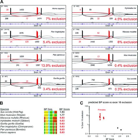 Evolutionary Adaptation Of Branch Point Strength Controls Download Scientific Diagram