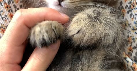 A Person Massaging The Paws Of A Kitten Free Stock Video Footage