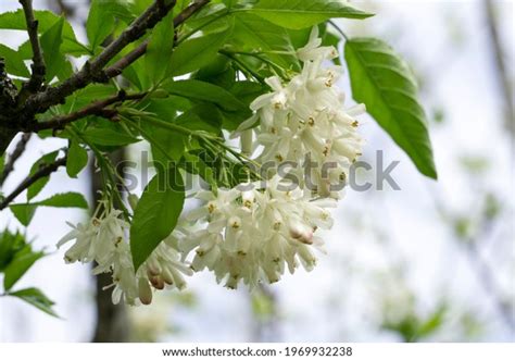 Georgian Jon Joli Stock Photos and Pictures - 2 Images | Shutterstock