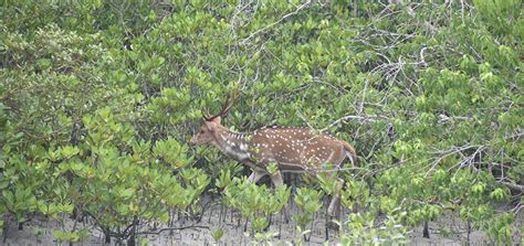 Sundarban 2 Night 3 Days Tour Sundarban Tourism Point