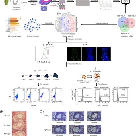 Spatial Transcriptomic Profiling To Screen Mesoderm Degs And Identify