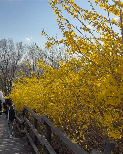 곧작가 🌼개나리 벚꽃 산책🌸서울 응봉산 올해는 기상 이변으로 개나리와 벚꽃이 동시에 만개하는 신기한 현상을 볼 수 있네요