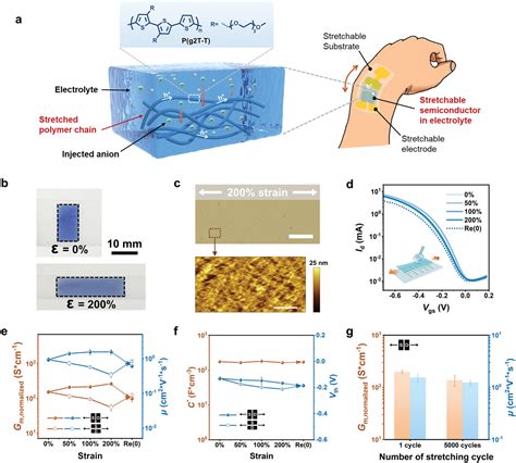 Stretchable Redox‐active Semiconducting Polymers For High‐performance Organic Electrochemical