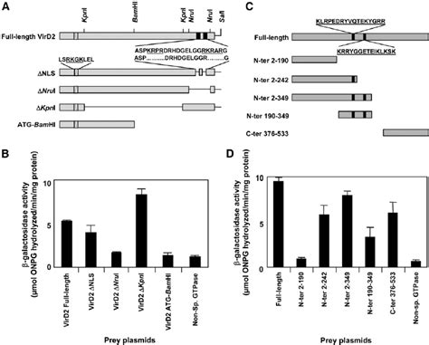 Impa 4interacting Domains Of Vird2 And Vire2 Download Scientific