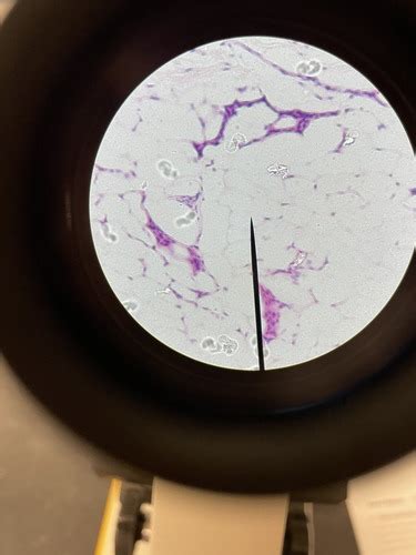 Histology Practice Flashcards Quizlet