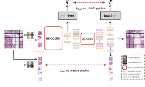 Figure 1 From Self Distillation Augmented Masked Autoencoders For