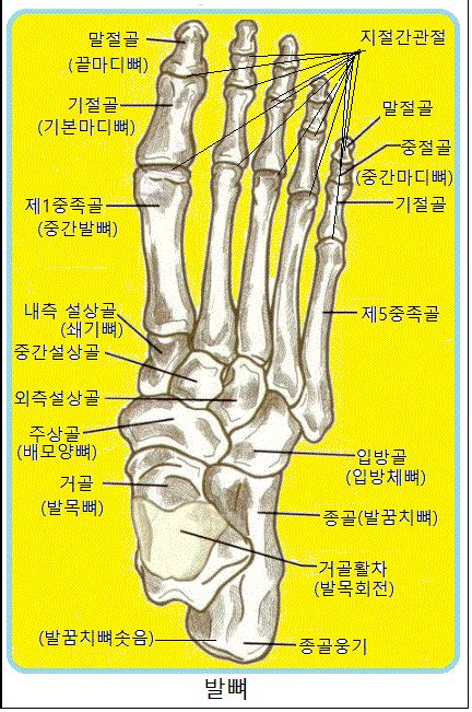 발목뼈원위열 족근골원위열•발목뼈근위열 족근골근위열•근위열•원위열•첫째쐐기뼈 안쪽쐐기뼈 제1설상골•둘째쐐기뼈 중간쐐기뼈 제2설상골