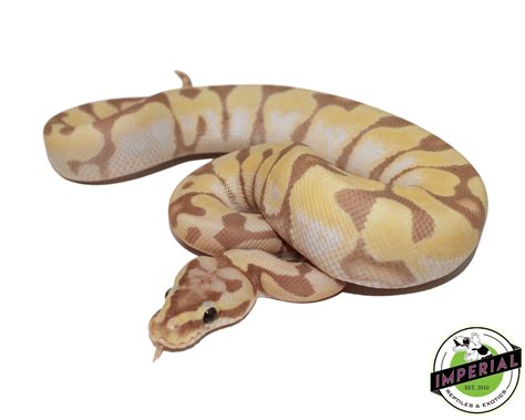 Banana Super Enchi Ball Python For Sale Imperial Reptiles Imperial