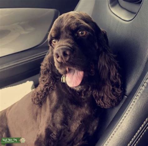 American Cocker Spaniel Stud Dog In Florida The United States