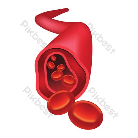 Human Digestive System Png Png Images Psd Free Download Pikbest