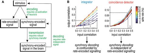 requirements for synchrony coding and the robustness of synchrony