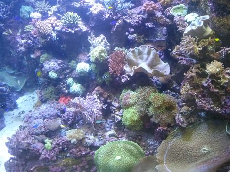 사진담기 산호와 물고기 열대관