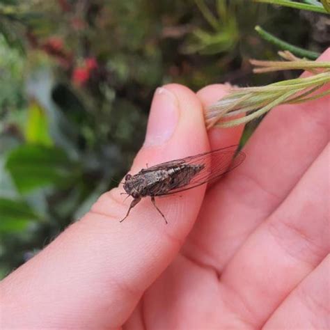 Silver Princess Yoyetta Celis Insect Identification Guide Habitat