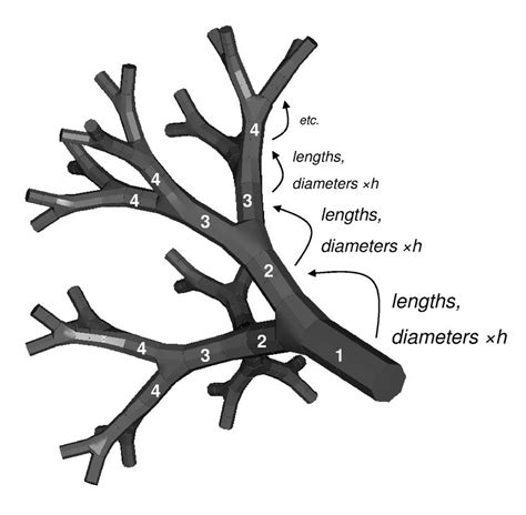 Typical Model Geometry For The Lung Used In This Work Symmetric
