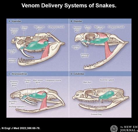 Venom Delivery Systems Of Snakes Rsnakes