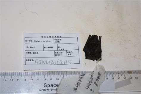 Pipistrellus Minus
