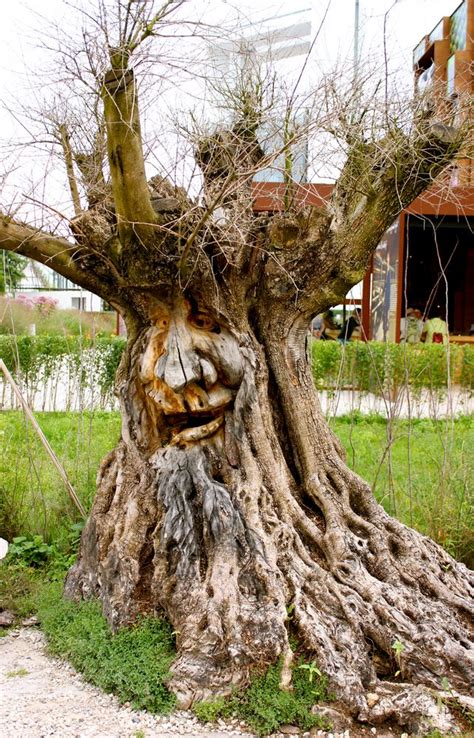 Hexenbaum Foto And Bild Anfängerecke Nachgefragt Nachgefragt Pflanzen Natur Bilder Auf