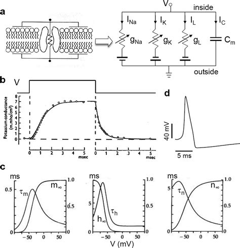Nonlinear And Stochastic Dynamics In The Heart Pmc