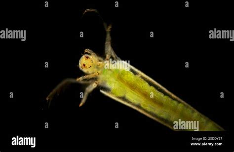 Trichoptera Larvae Under The Microscope Stock Video Footage Alamy