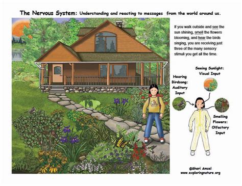 Nervous System Structures And Function