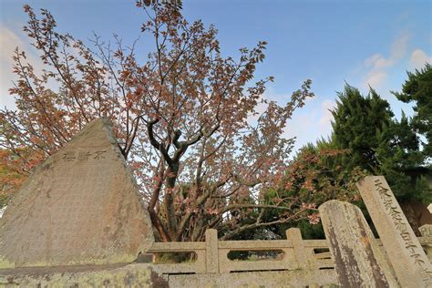 子安観音寺の桜①不断桜 三重県鈴鹿市 花植物