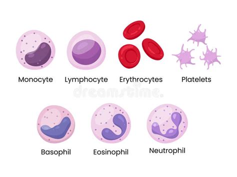 Lymphocyte Cells Stock Illustrations 2428 Lymphocyte Cells Stock