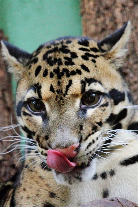 Clouded Leopard Face