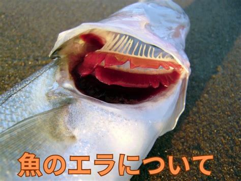 魚のエラ呼吸について、わかりやすく説明して。