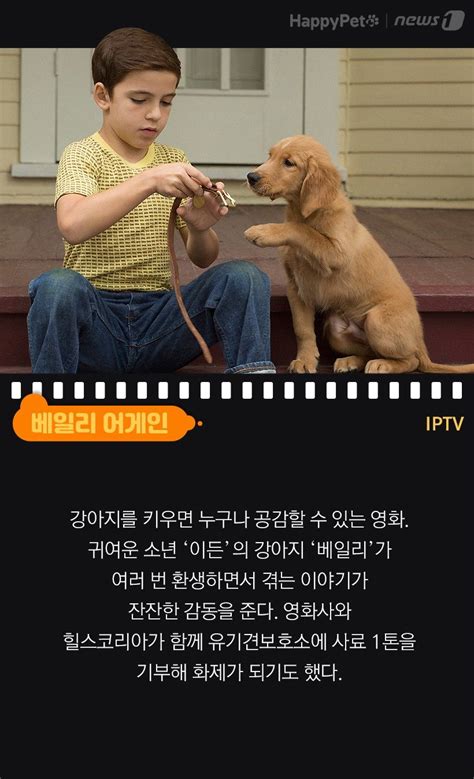 펫카드 설 연휴에 볼만한 동물영화는 뉴스1