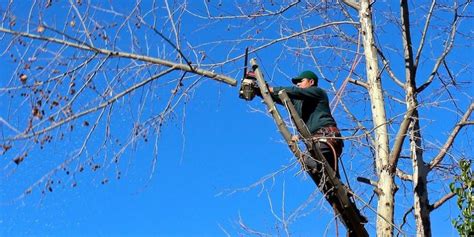 Chainsaw Not Cutting