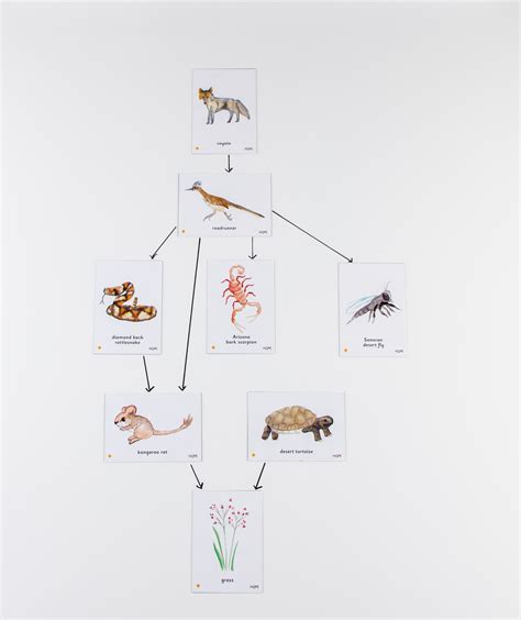 Hp00053951 Food Chain Sonoran Desert Magnetic Tiles From Hope Education Hope Education