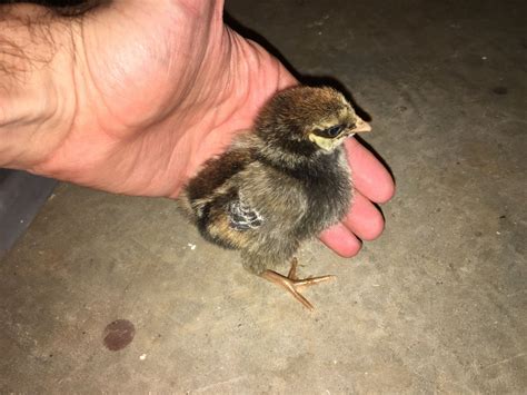 Chick Breed Identification Backyard Chickens Learn How To Raise