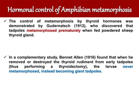 Metamorphosis Amphibians Hormonal Control