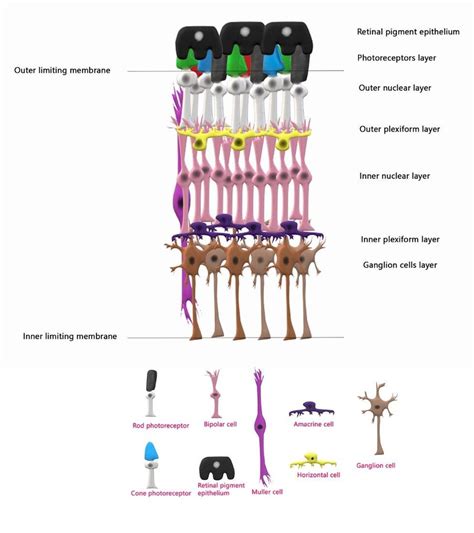 3 Retinal Cells Distribution Throughout The Retina The Outer Nuclear Download Scientific