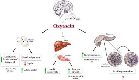 Amudu Oxytocin “love Hormone The Connection Between Love And Oxytocin