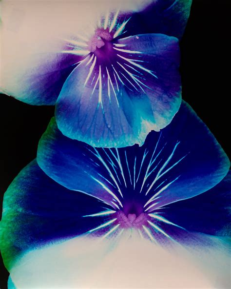 Pansey Abstraction Helloart