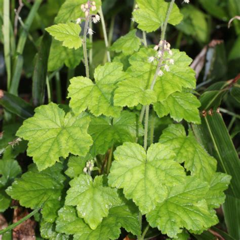 Foam Flower Tiarella Polyphylla Plant Care And How To Grow Water