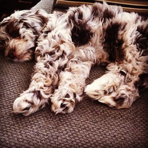 Cockapoo Dog Laying On Couch